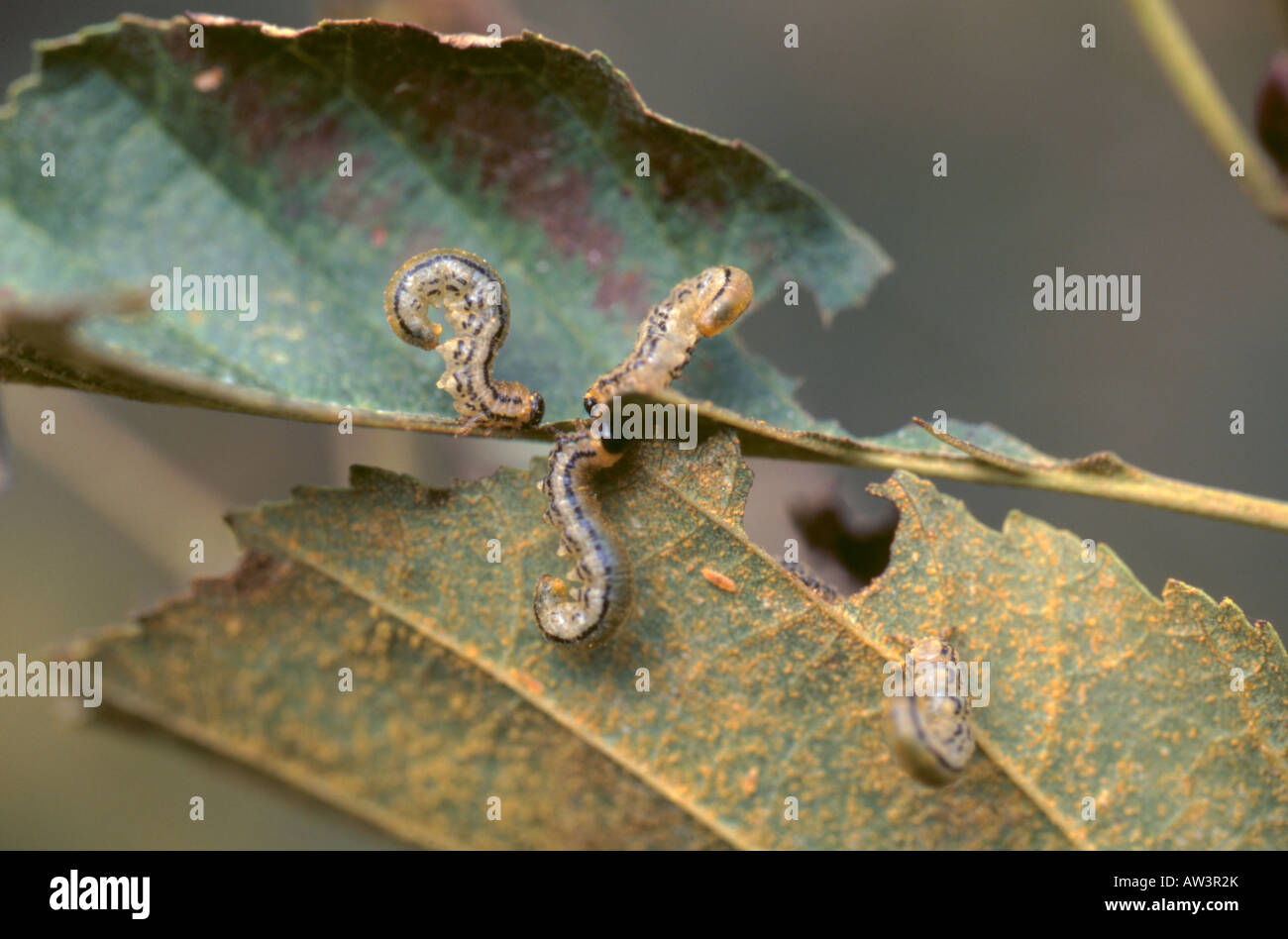Septentrionalis birch hi-res stock photography and images - Alamy
