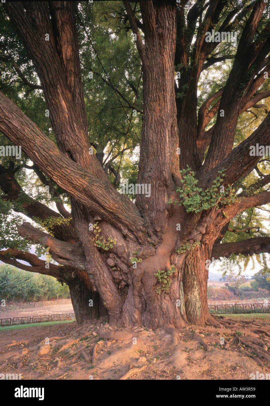 A huge ancient (1000 years old) ginkgo tree in South Korea. Known ...