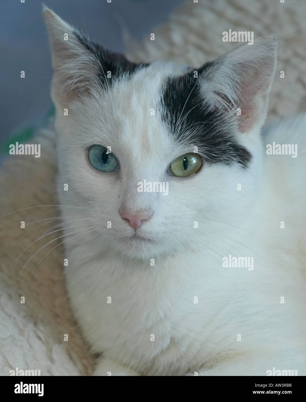 Odd eyed white hi-res stock photography and images - Alamy