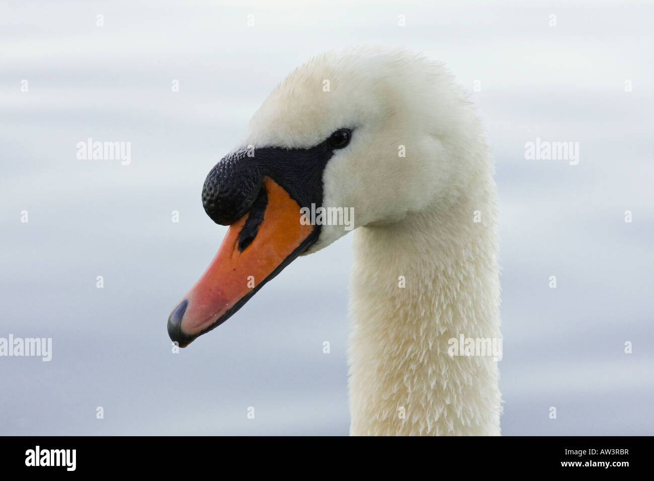 Male Cob Mute Swan close-up head portrait showing orange bill and ...