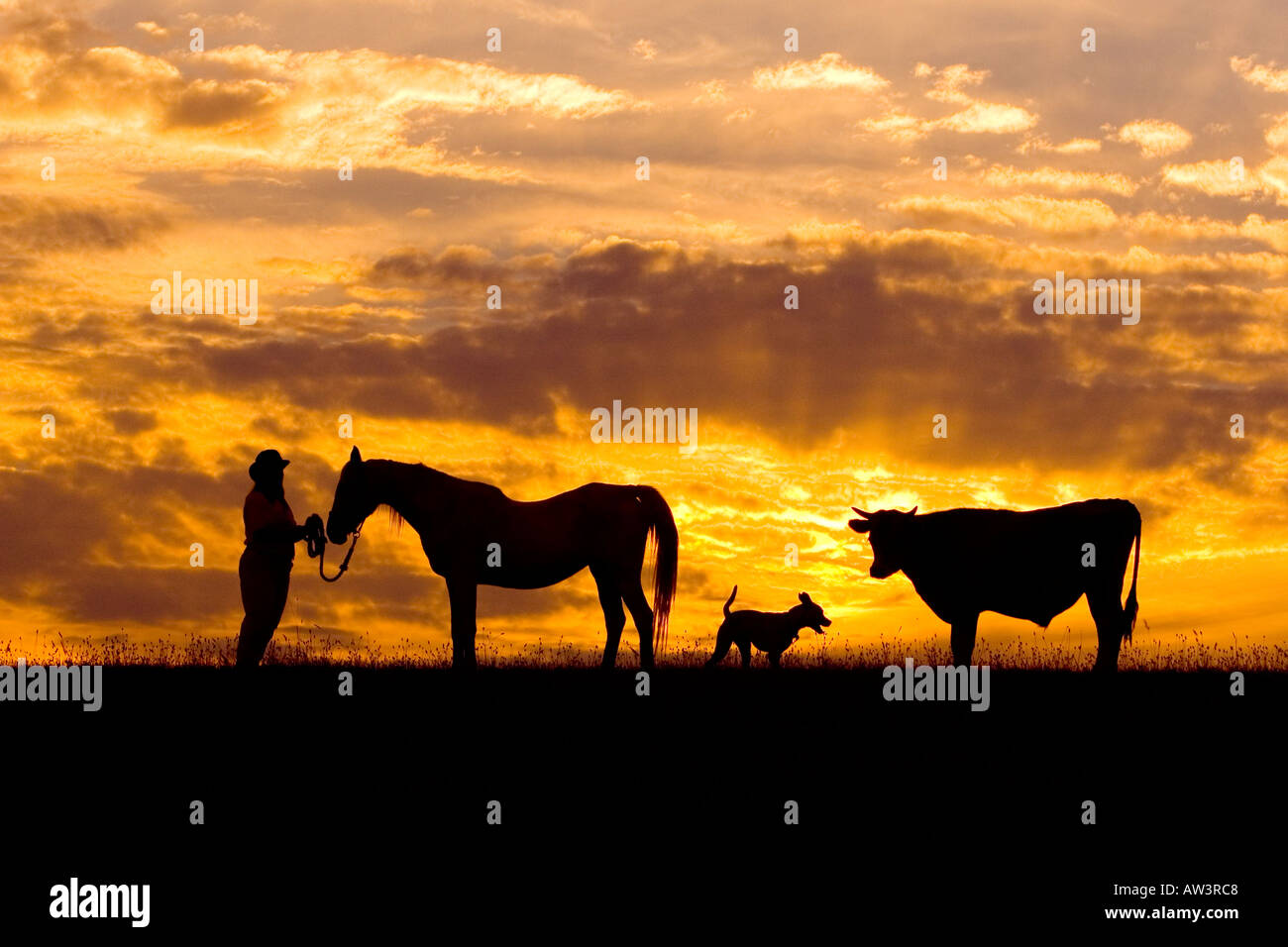Sunset scene on a farm Stock Photo - Alamy