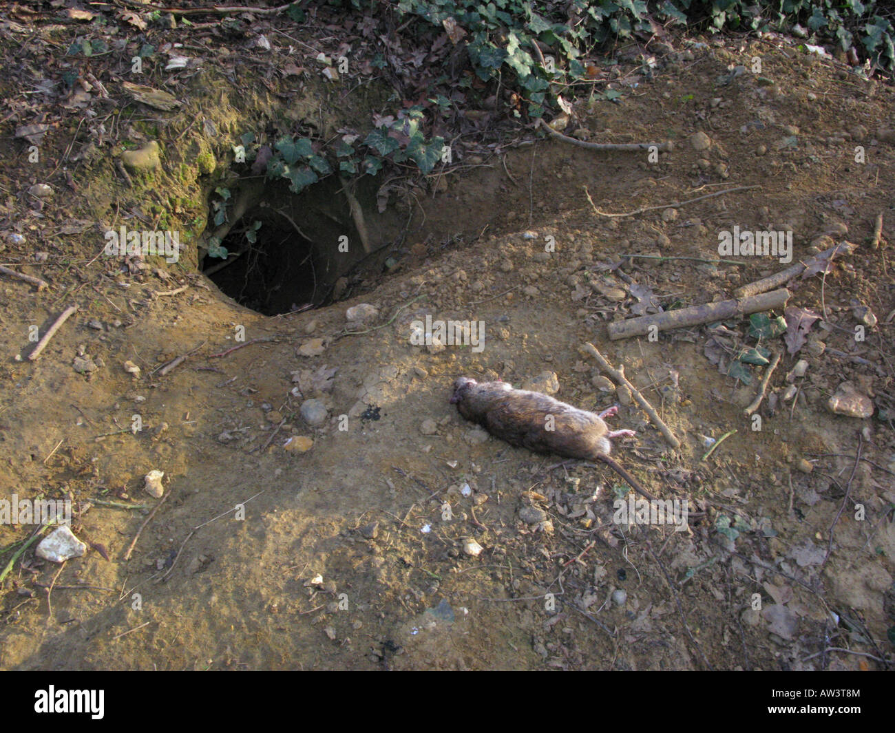 Dead brown rat hi-res stock photography and images - Alamy