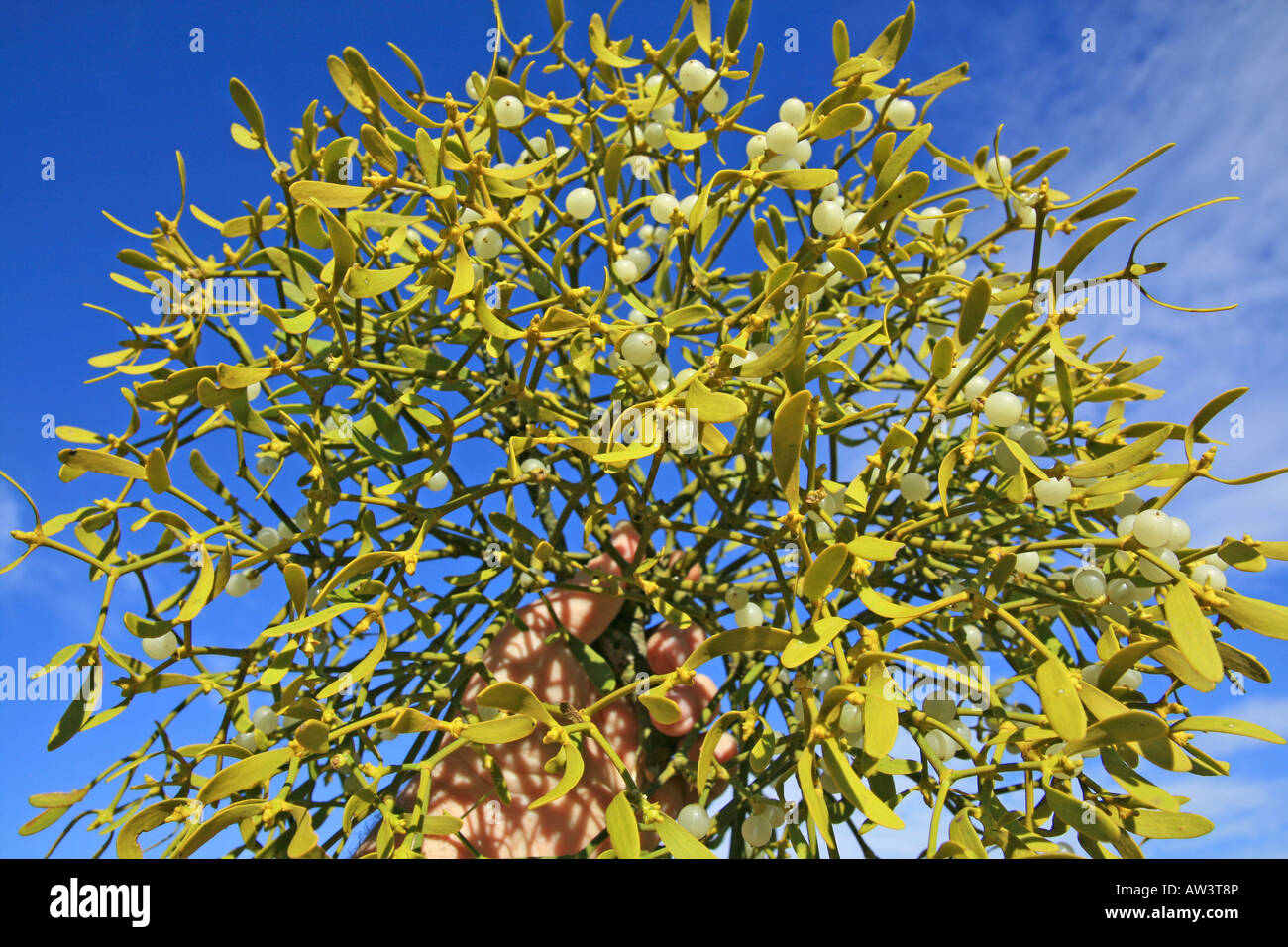 Mistletoe Viscum album Stock Photo - Alamy