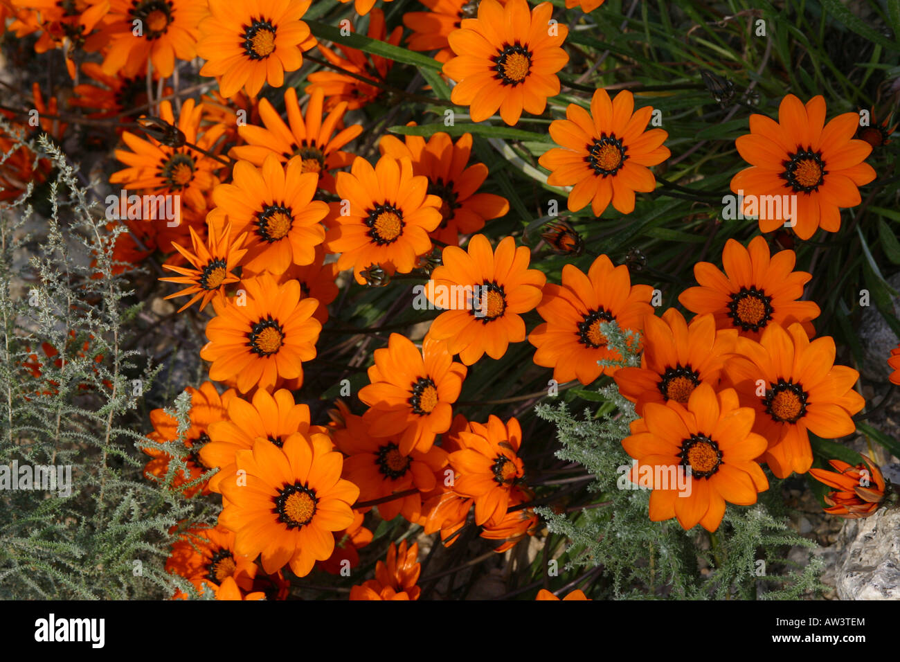 Yellow orange daisy flower bed horticulture Stock Photo - Alamy