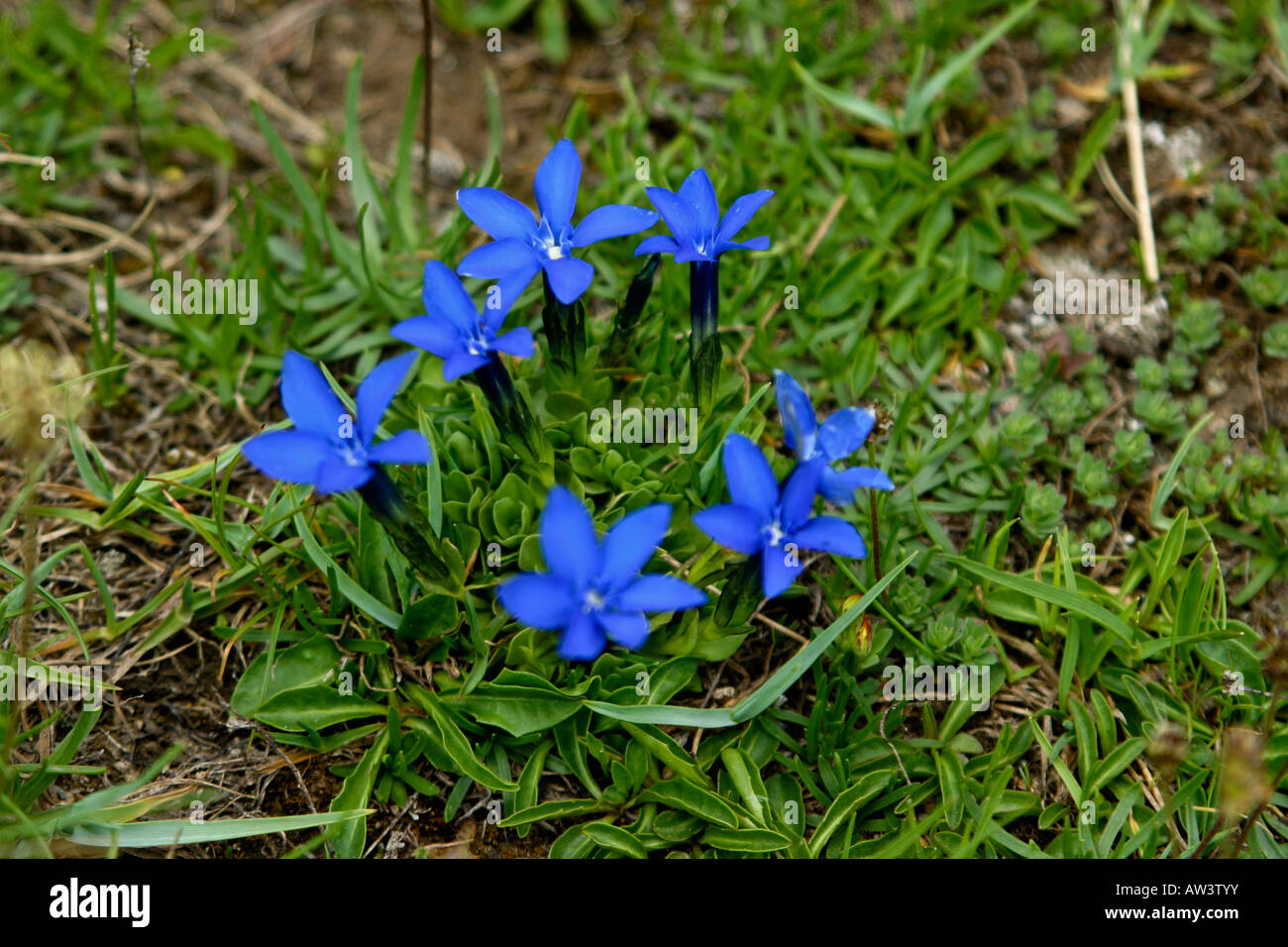 Spring Gentian - Gentiana verna Alpine flower, gentiane bleue. Blue ...