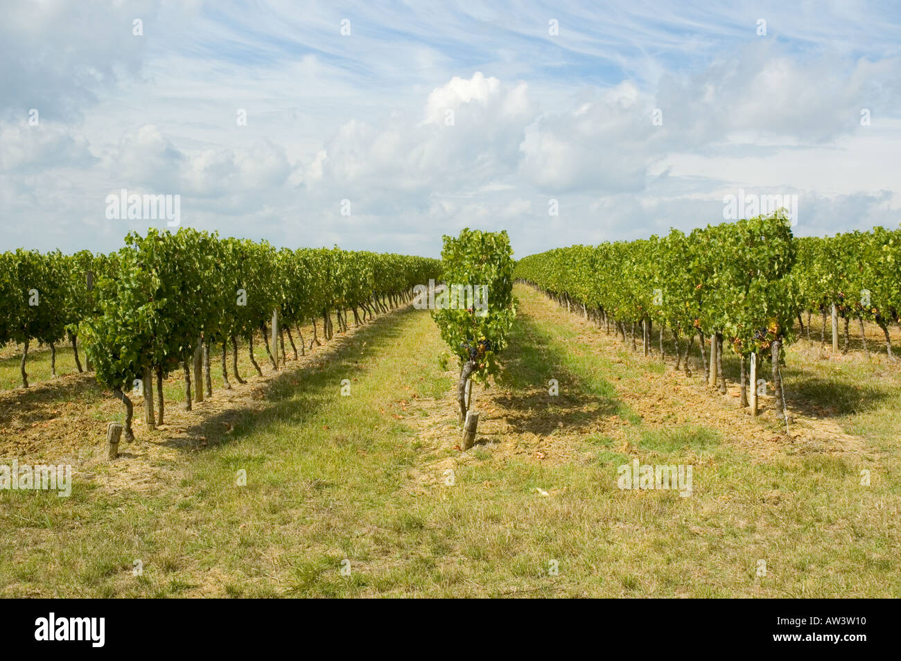 Wine export country hi-res stock photography and images - Alamy