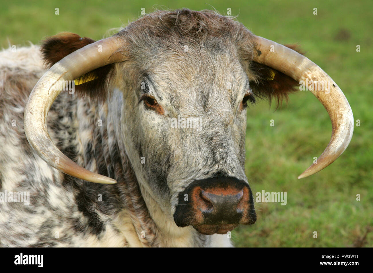 Longhorn cattle uk hi-res stock photography and images - Alamy