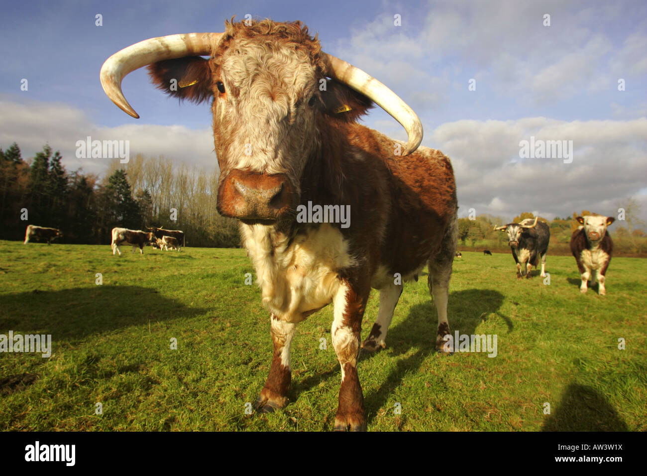 Pedigree Longhorn Cows in Devon UK Stock Photo - Alamy