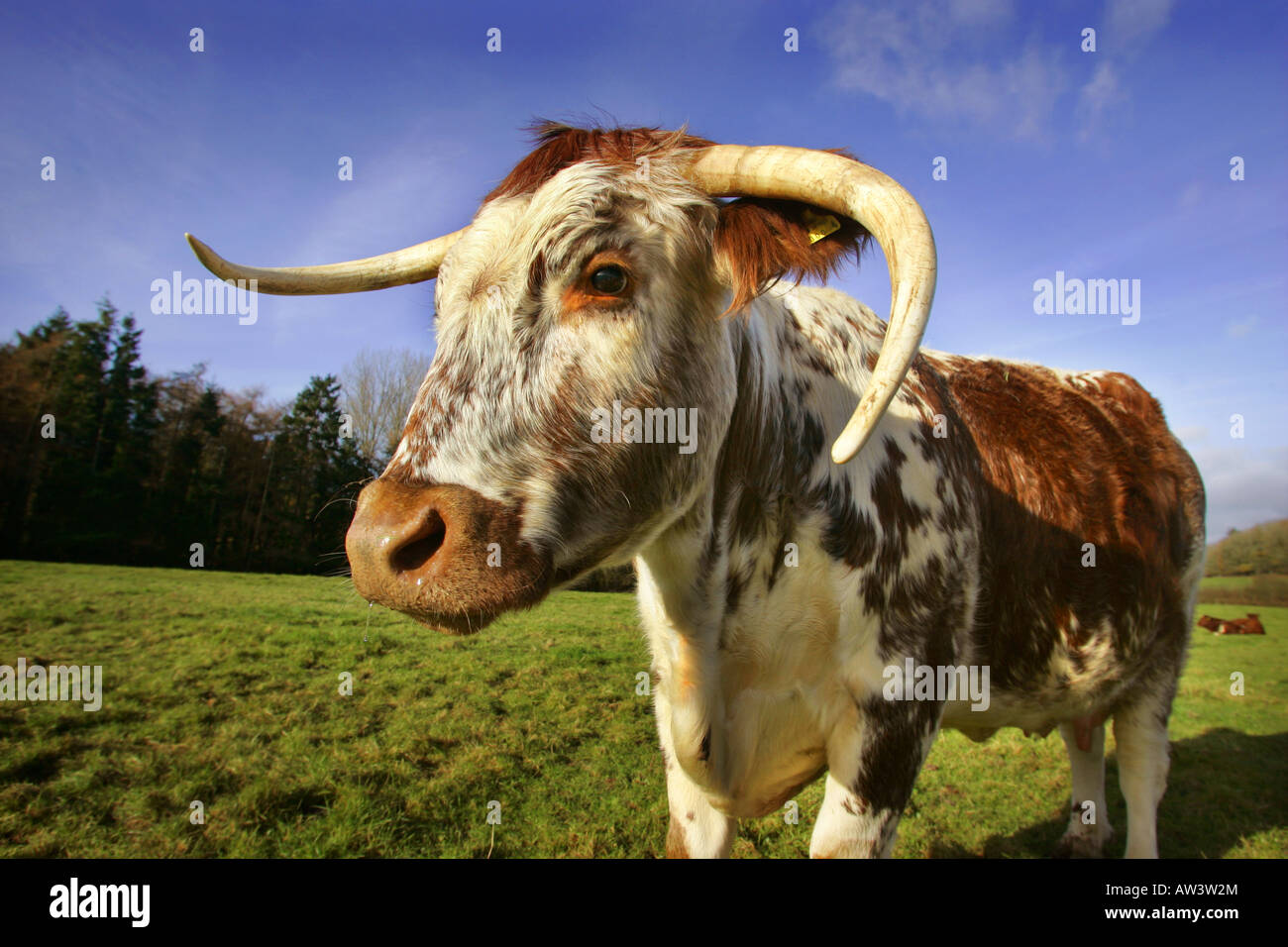 Pedigree Longhorn Cow in Devon UK Stock Photo - Alamy