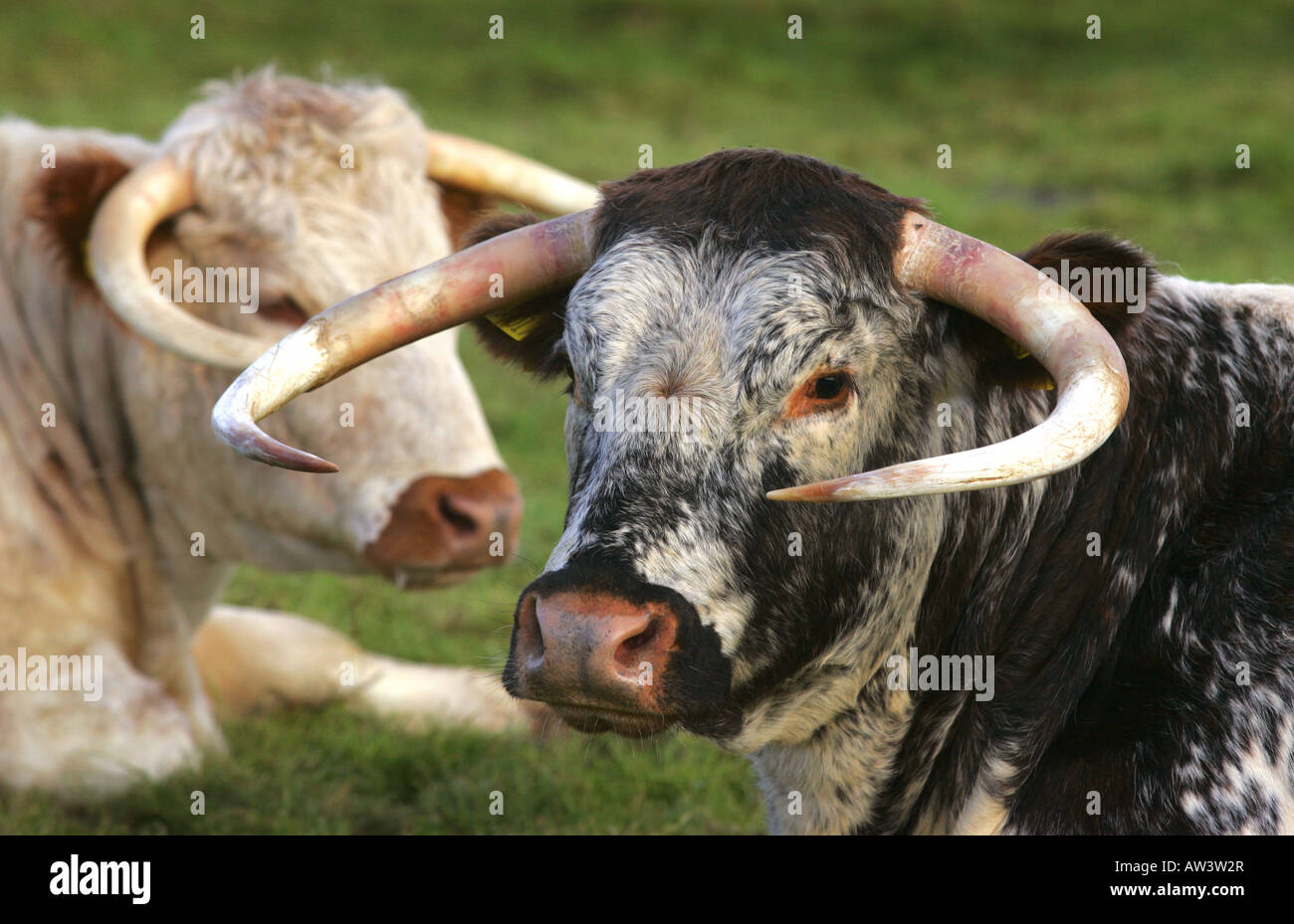 Longhorn cows hi-res stock photography and images - Alamy