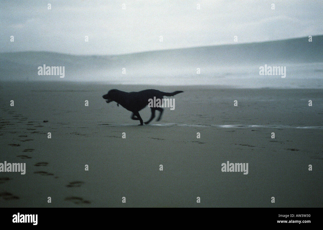 Best flat racing hi-res stock photography and images - Alamy