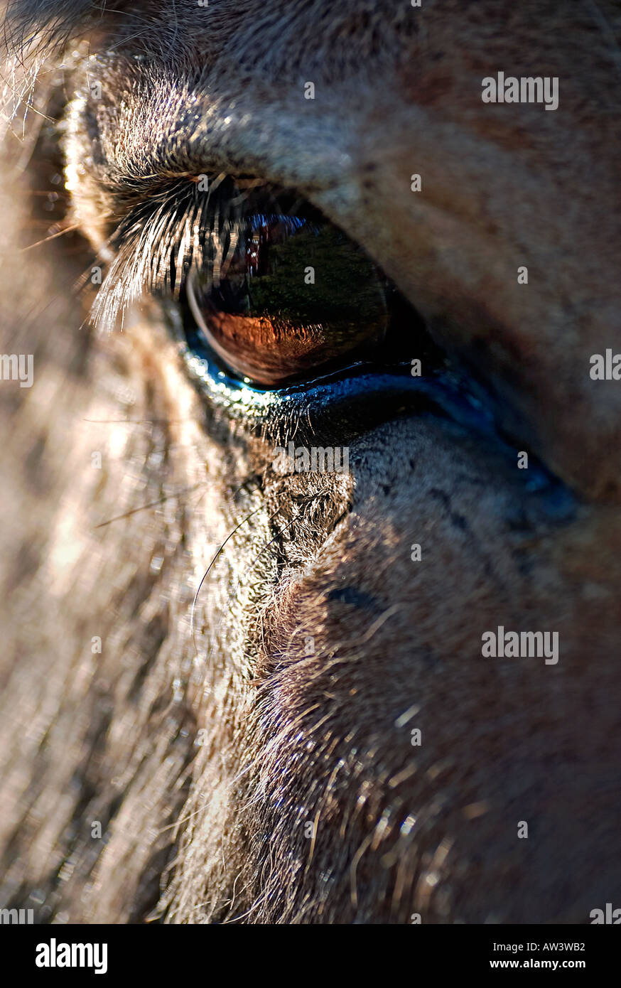Donkey eye lash Stock Photo - Alamy