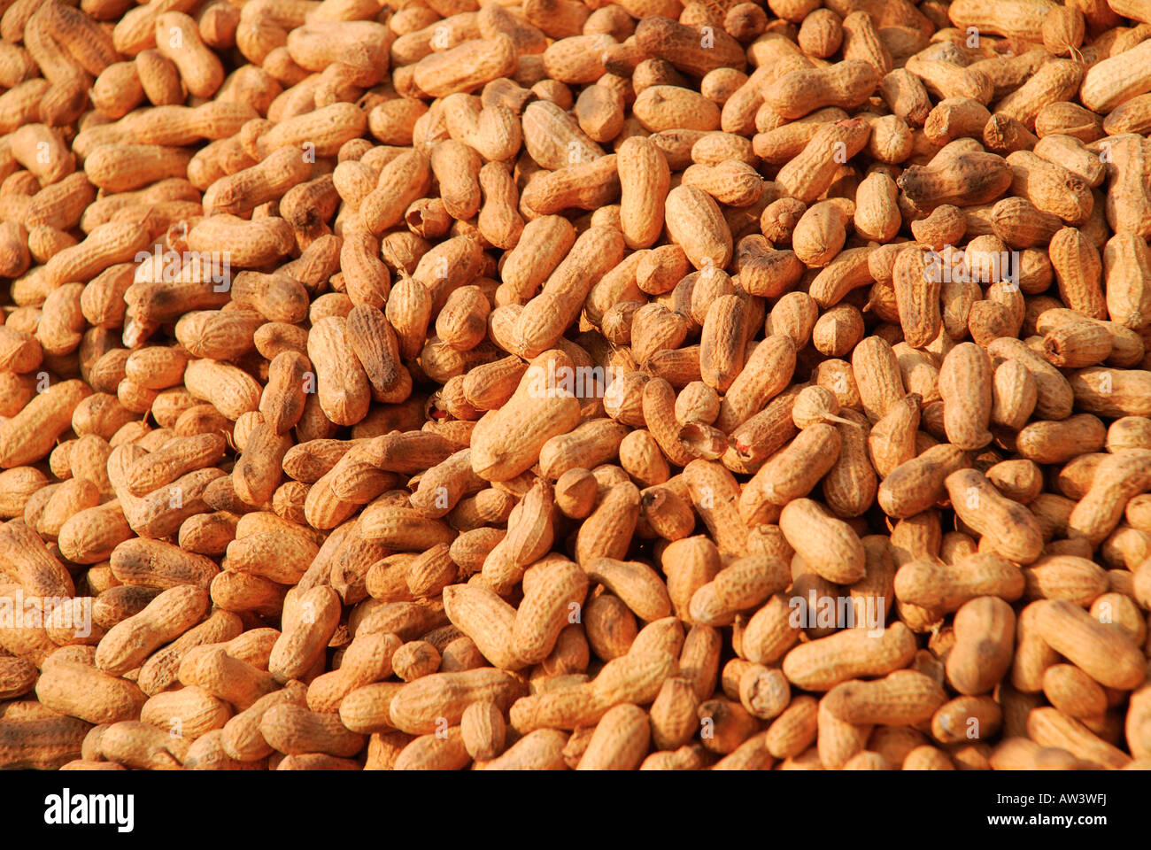 Monkey nuts or ground nuts on studio background Stock Photo - Alamy