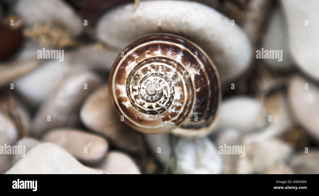 Snail shell on pebbles Stock Photo - Alamy