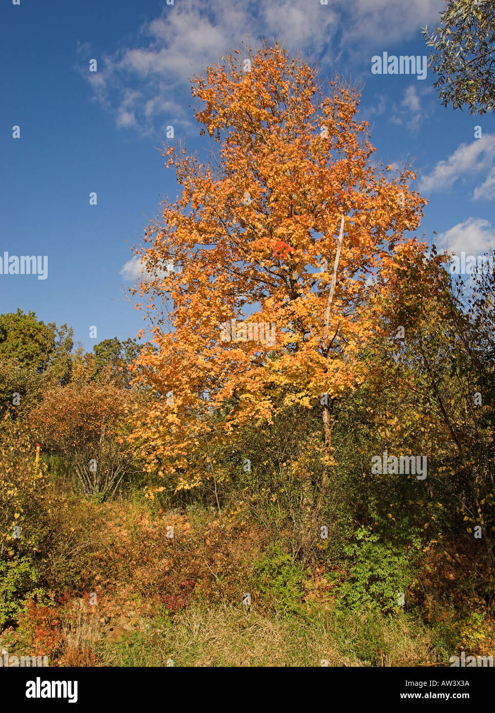 Fall colors in a park Stock Photo - Alamy