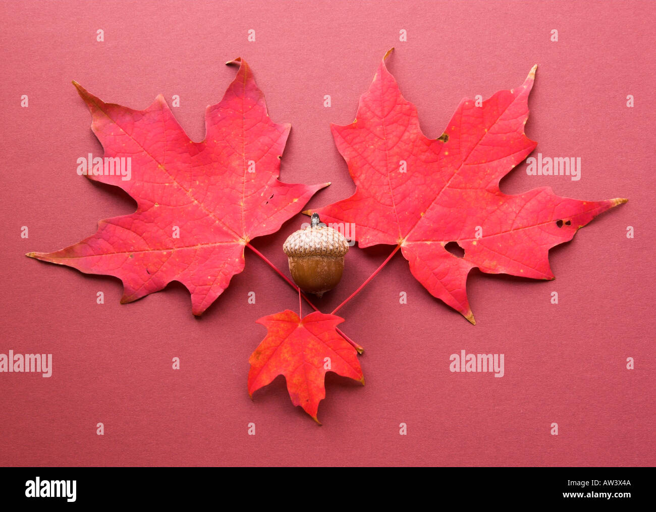 Three red maple leaves and an acorn Stock Photo - Alamy
