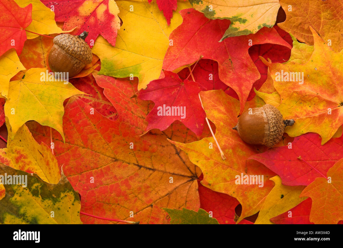 Fall colored leaves and two acorns Stock Photo - Alamy