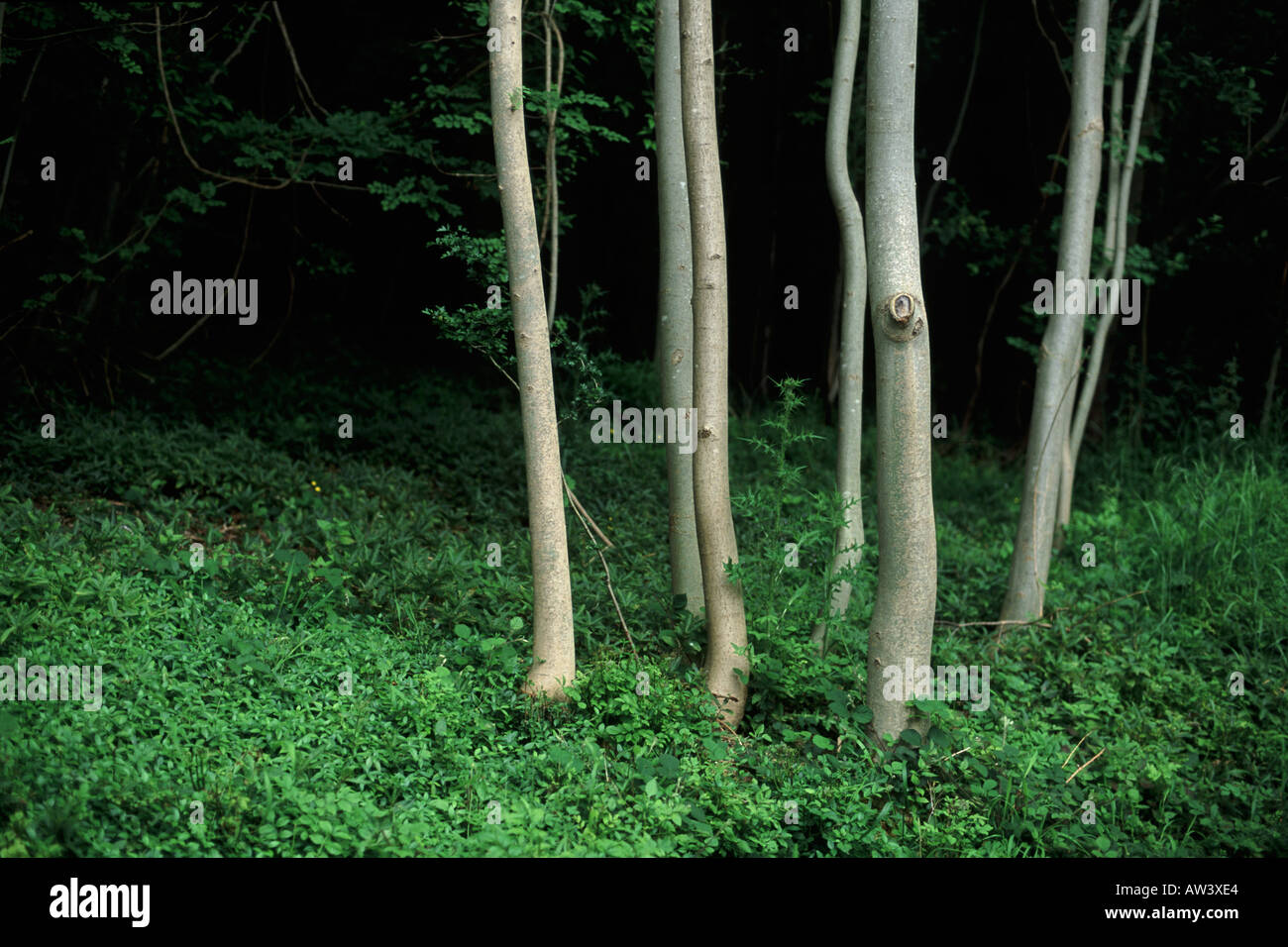 Stand of ash trees (Fraxinus excelsior) in North Downs forest near ...