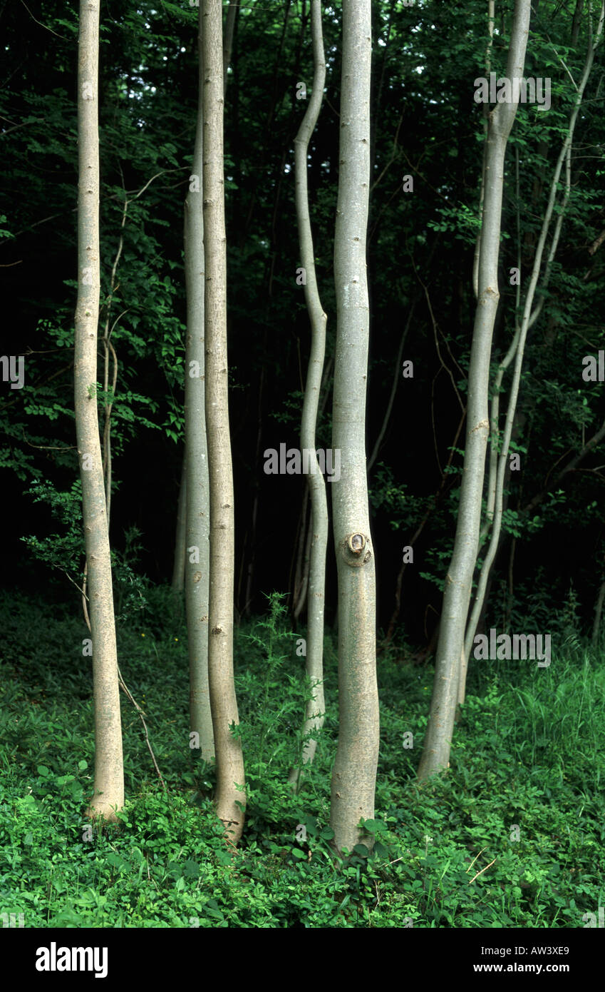 Stand of ash trees (Fraxinus excelsior) on North Downs, near Box Hill ...