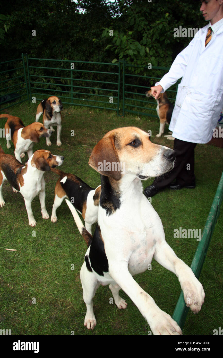 Posh dogs hi-res stock photography and images - Alamy
