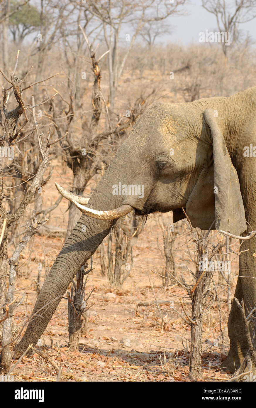 Tourists can see a large number of Elephants in Zimbabwe's National ...
