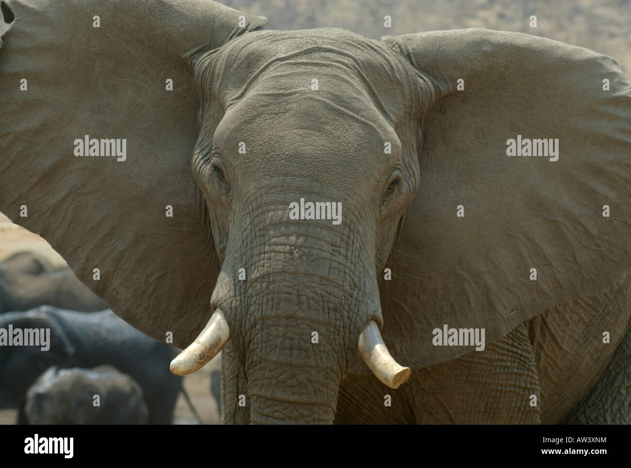 Tourists can see a large number of Elephants in Zimbabwe's National ...