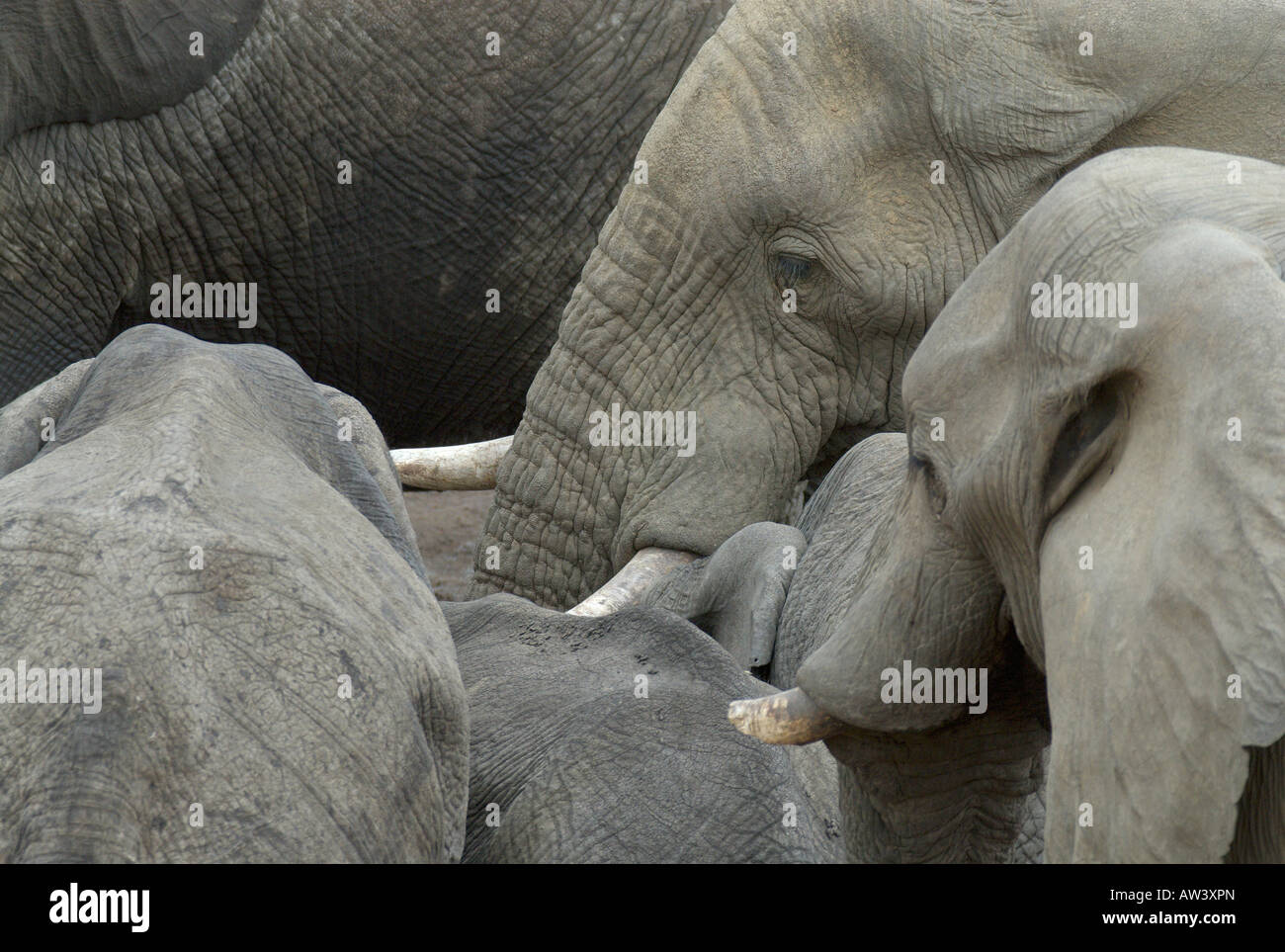 Tourists can see a large number of Elephants in Zimbabwe's National ...