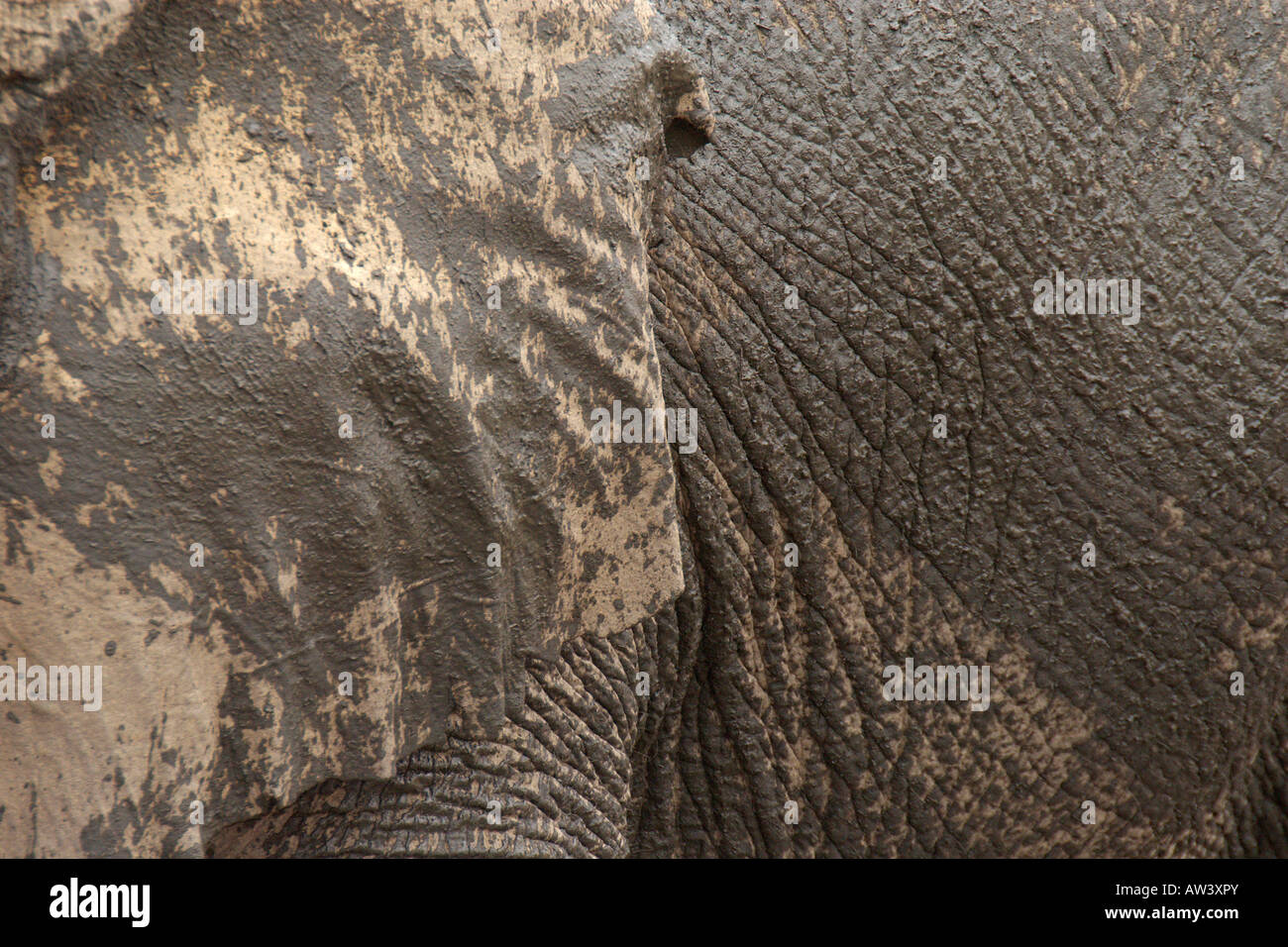 Tourists can see a large number of Elephants in Zimbabwe's National ...