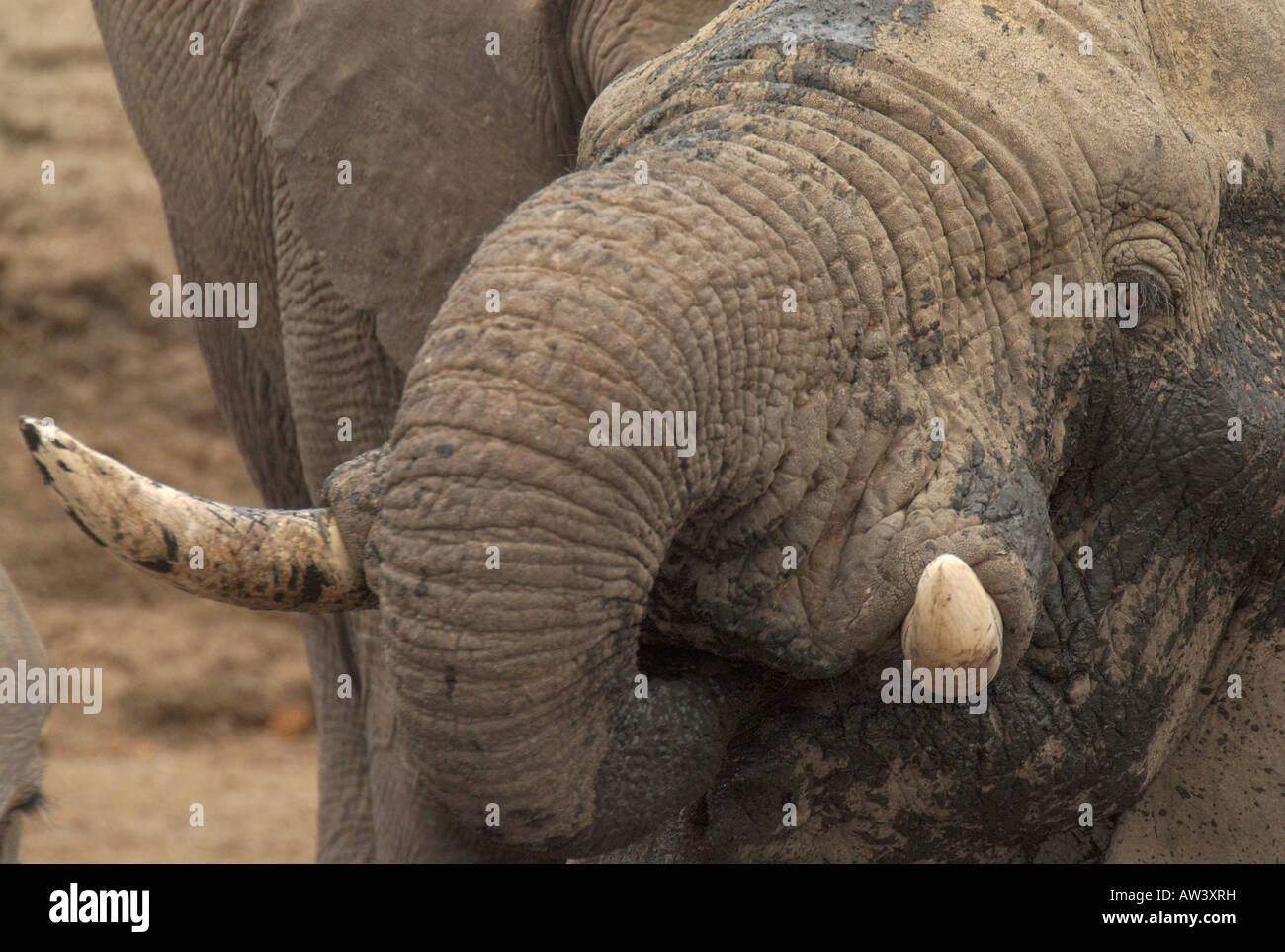 Tourists can see a large number of Elephants in Zimbabwe's National ...