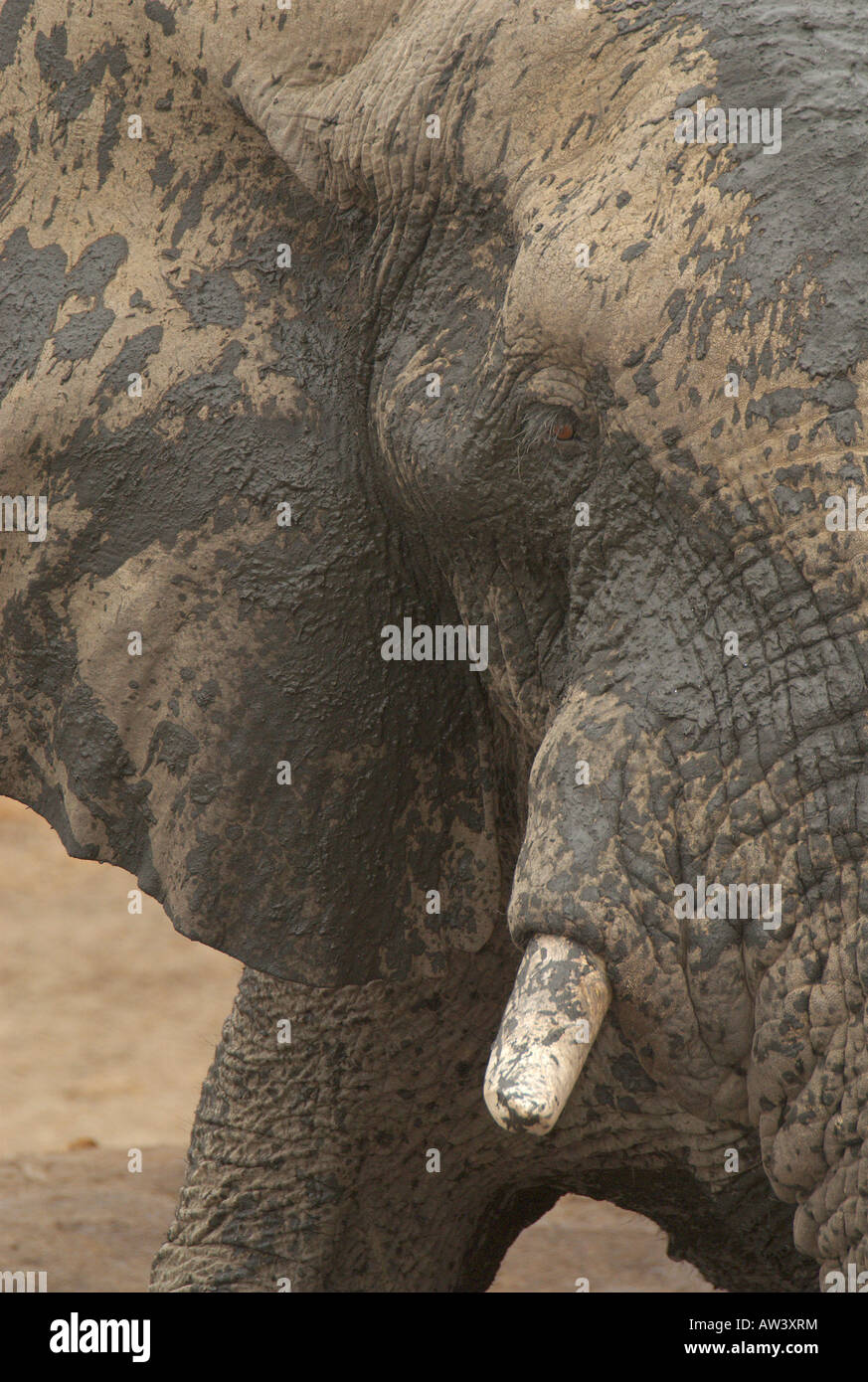 Tourists can see a large number of Elephants in Zimbabwe's National ...