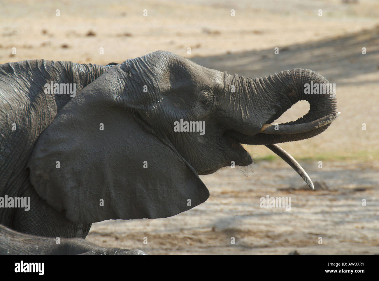Tourists can see a large number of Elephants in Zimbabwe's National ...