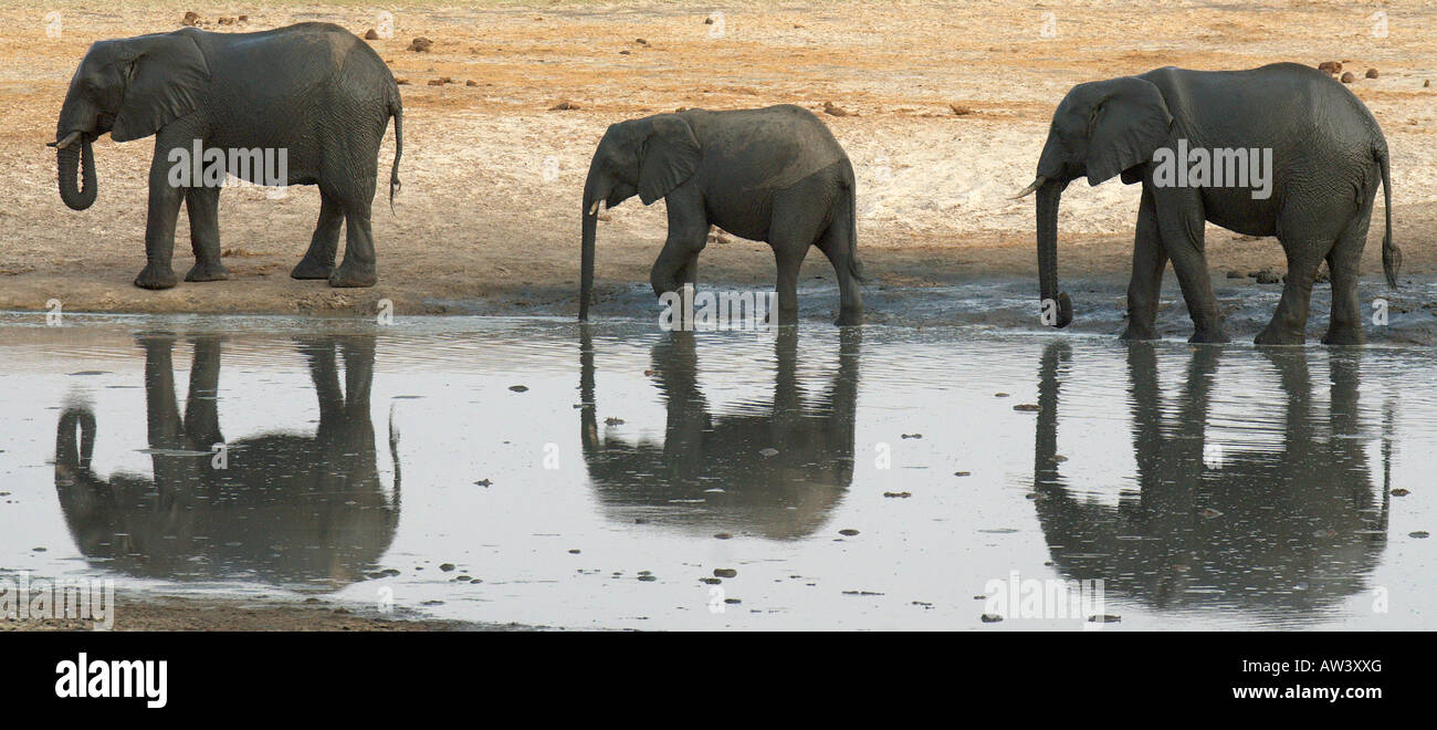 Tourists can see a large number of Elephants in Zimbabwe's National ...