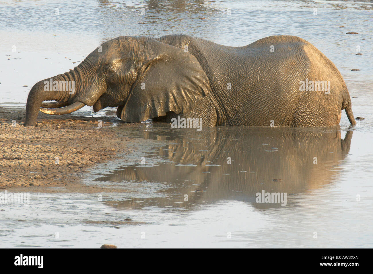 Tourists can see a large number of Elephants in Zimbabwe's National ...