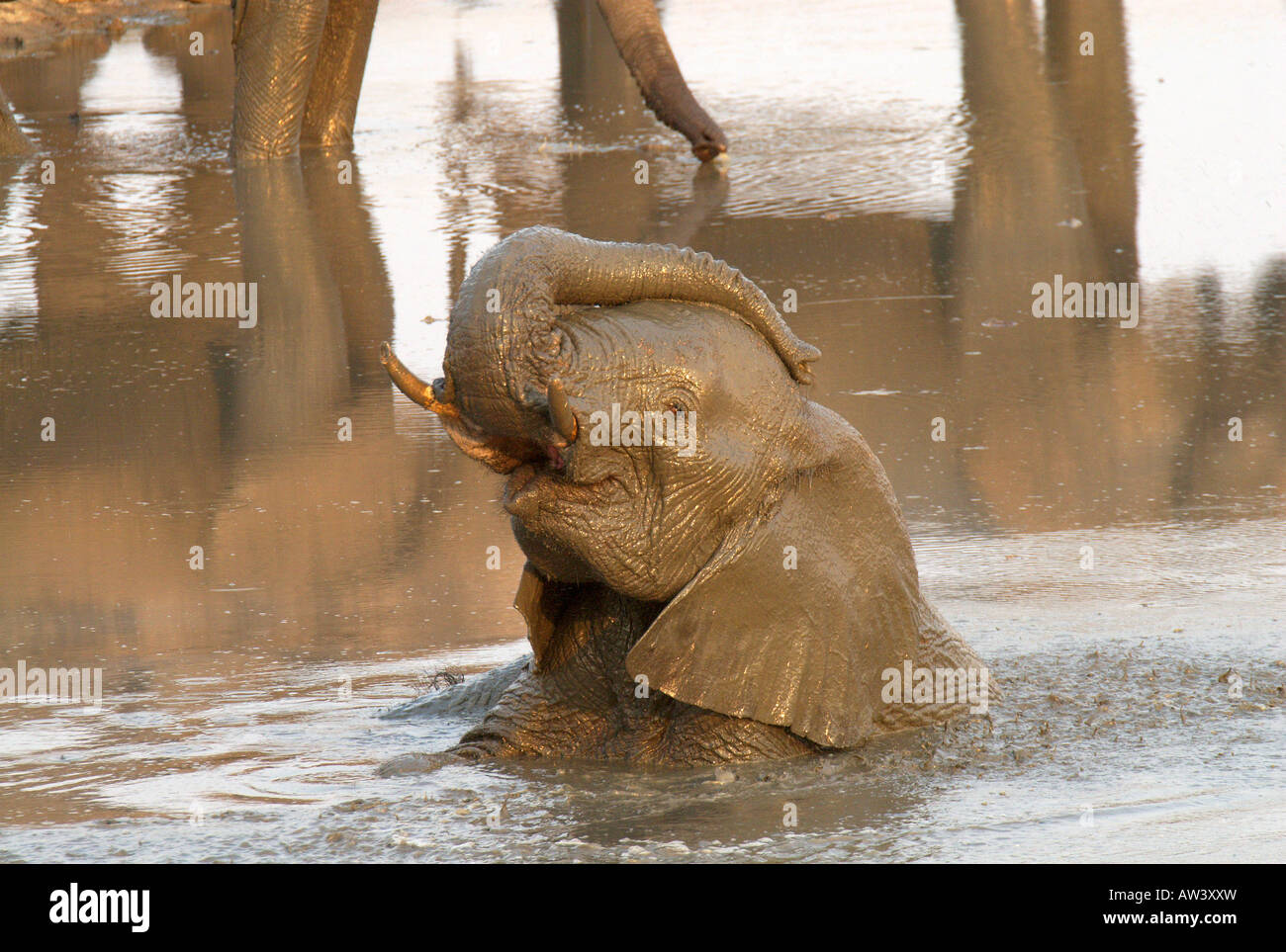 Tourists can see a large number of Elephants in Zimbabwe's National ...