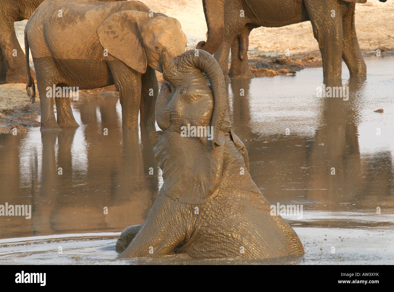 Tourists can see a large number of Elephants in Zimbabwe's National ...
