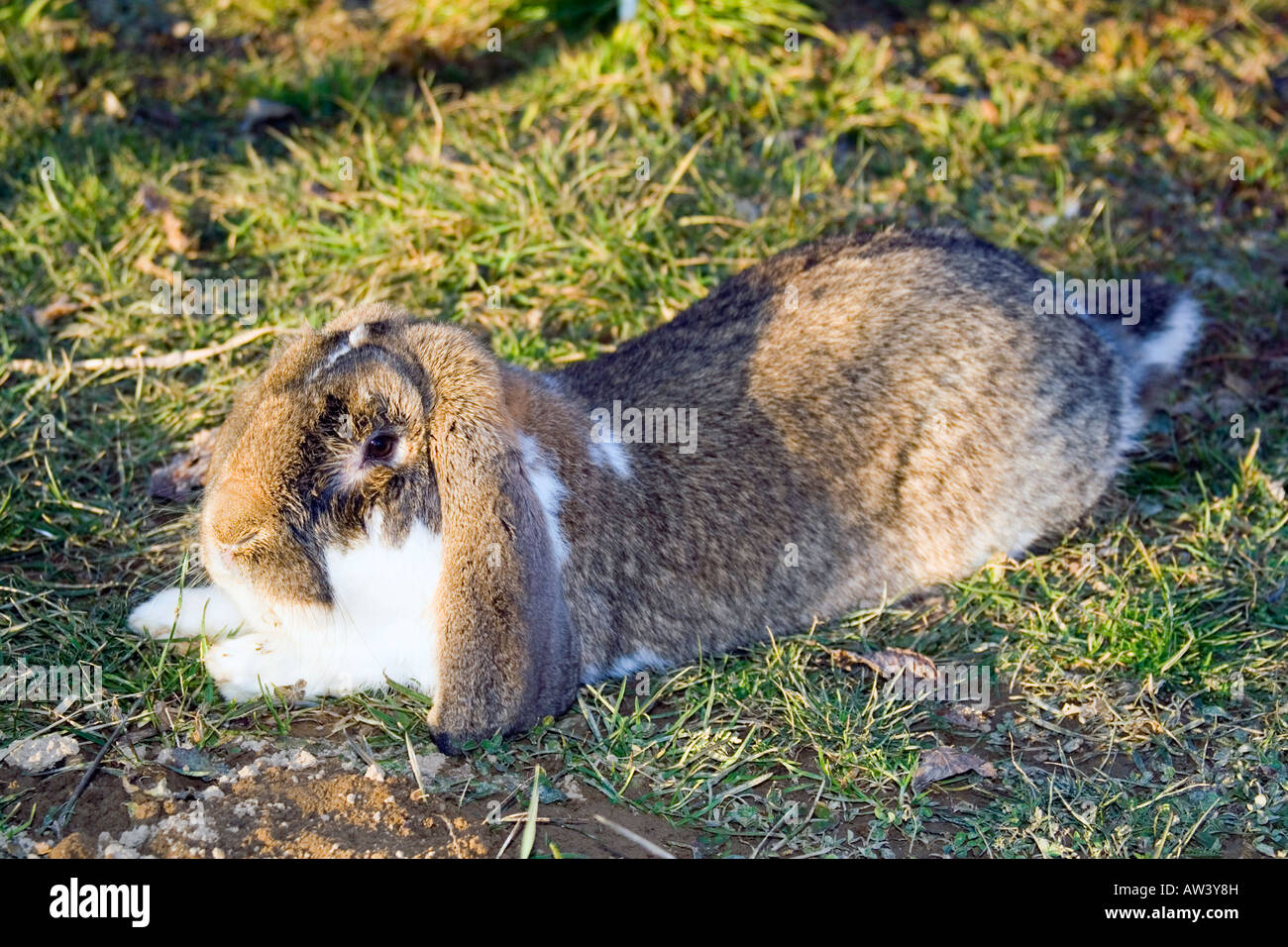 Cute rabbit hi-res stock photography and images - Alamy