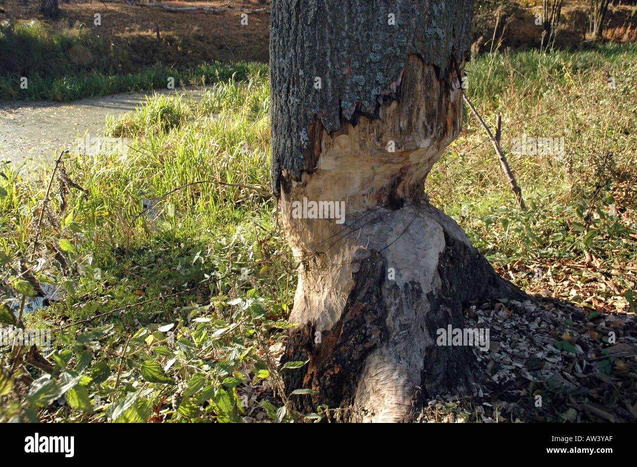 Tree bitten by beavers Stock Photo - Alamy