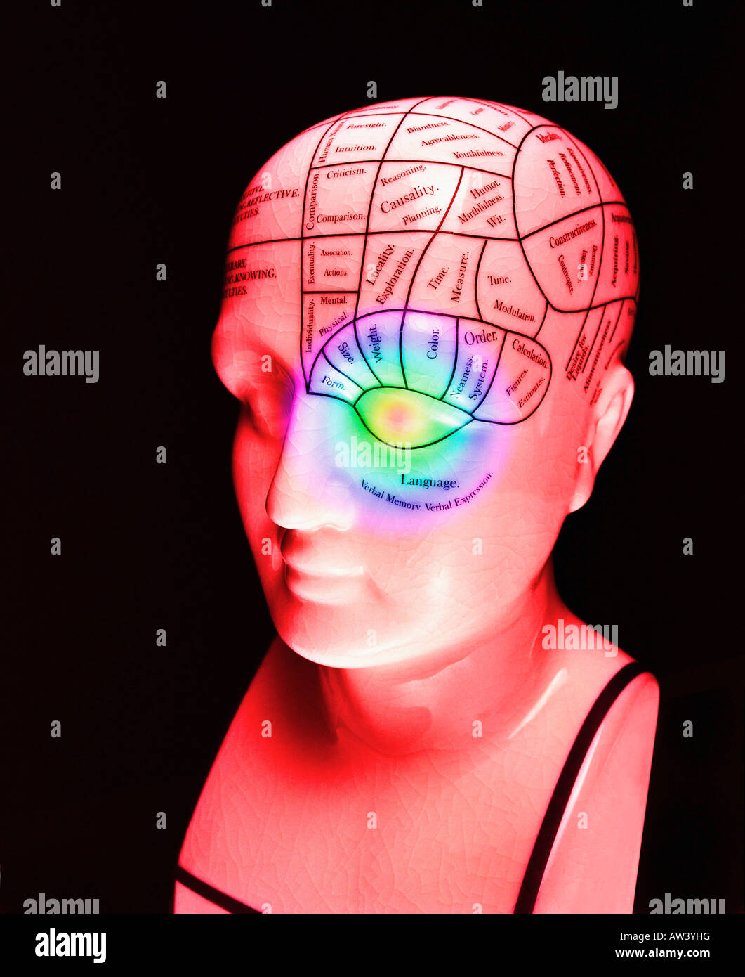 Phrenology hi-res stock photography and images - Alamy