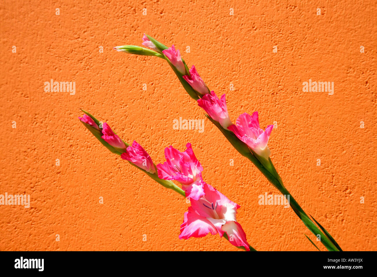 A pair of gladiola flower in orange backgroun Stock Photo - Alamy