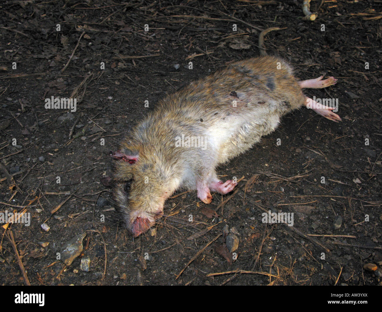 Dead brown rat "Rattus norvegicus Stock Photo - Alamy