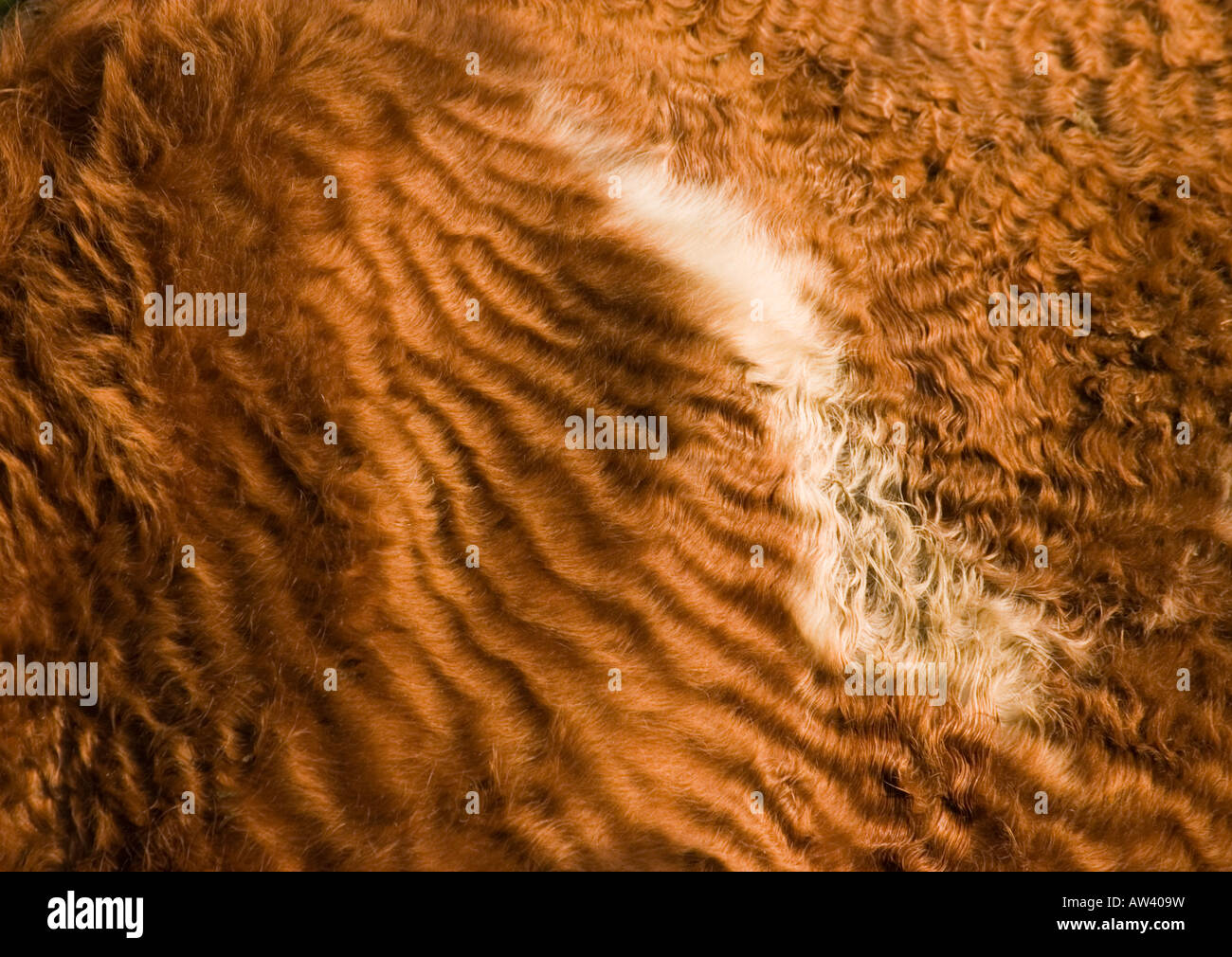 Wavy coat hi-res stock photography and images - Alamy