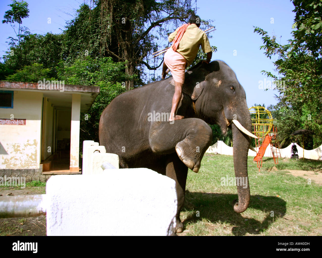 trainer climbing onto elephant kerala india Stock Photo - Alamy