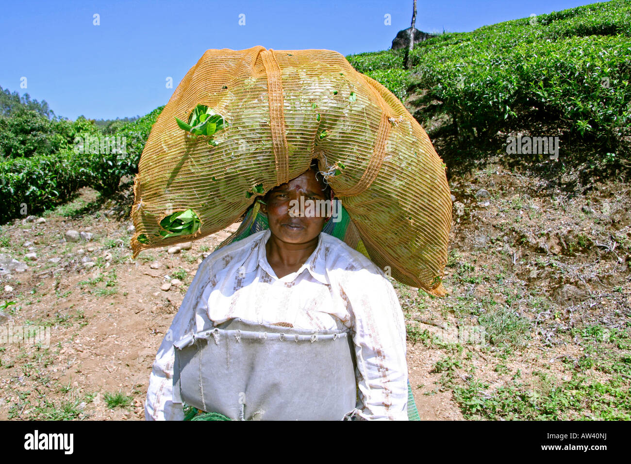 Old ceylon tea plantation hi-res stock photography and images - Alamy
