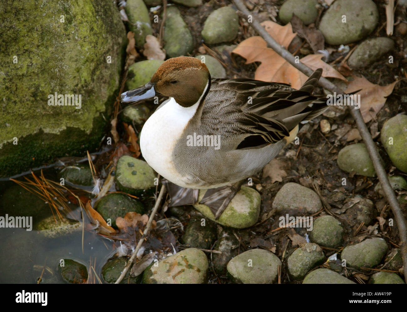 Drake northern pintail duck hi-res stock photography and images - Alamy