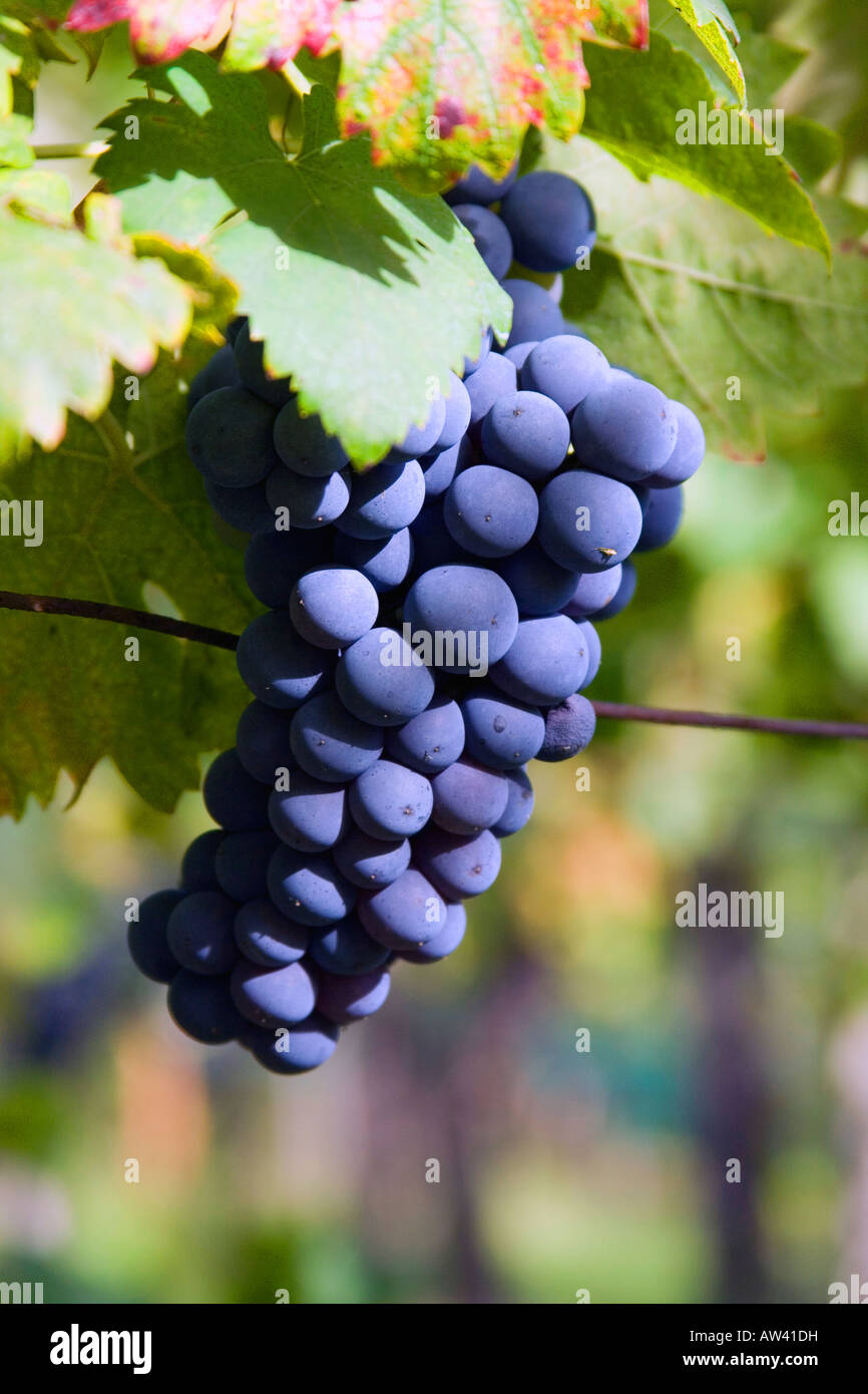 Syrah grape harvesting hi-res stock photography and images - Alamy