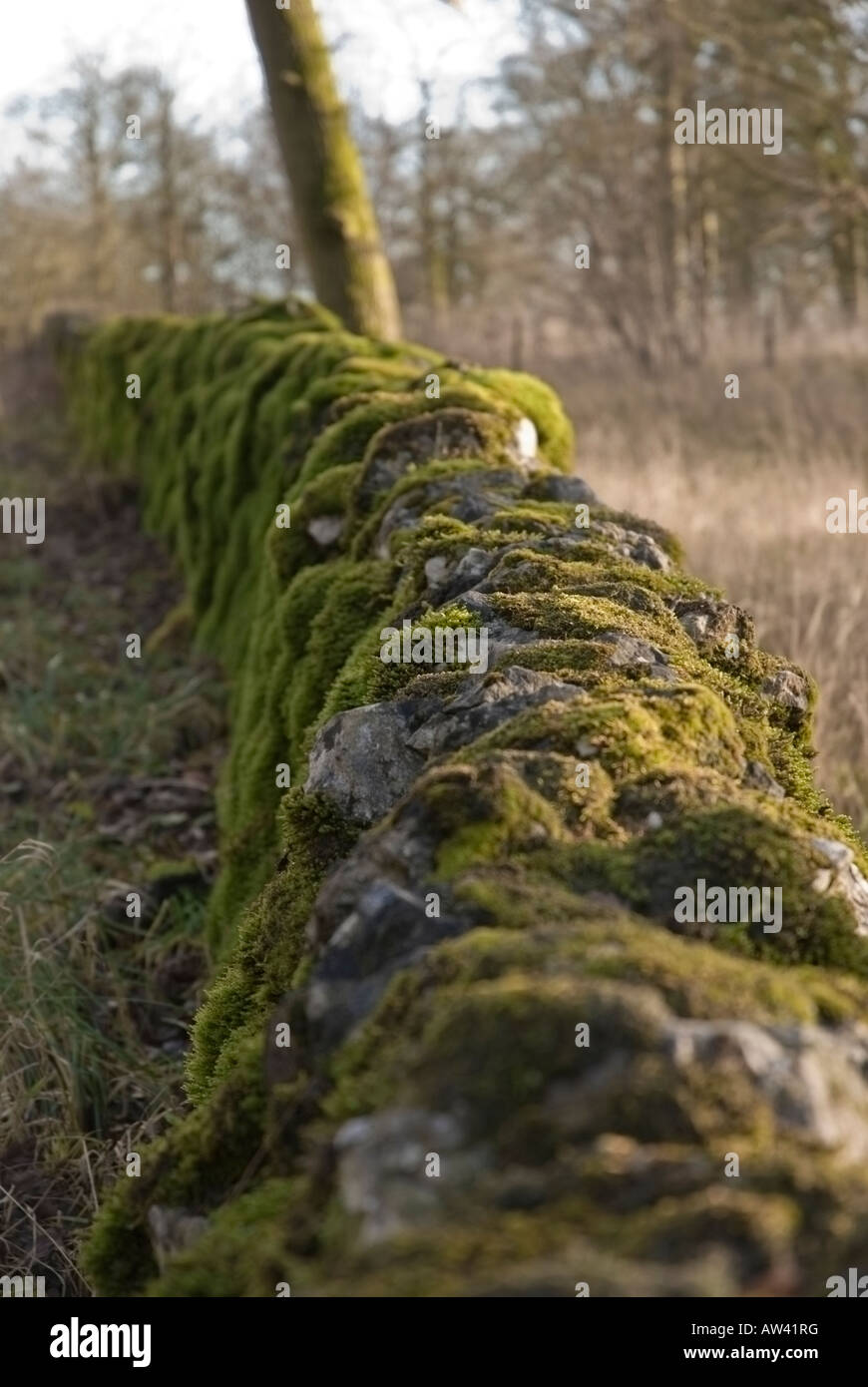 Moss covered wall hi-res stock photography and images - Alamy