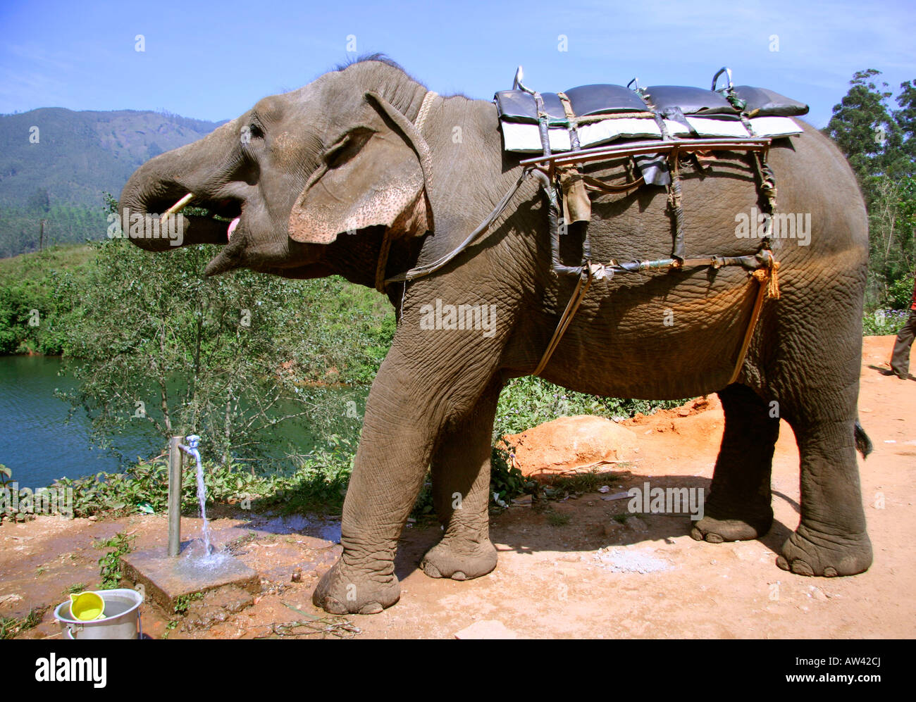 elephant drinking water at tap after ride Stock Photo - Alamy