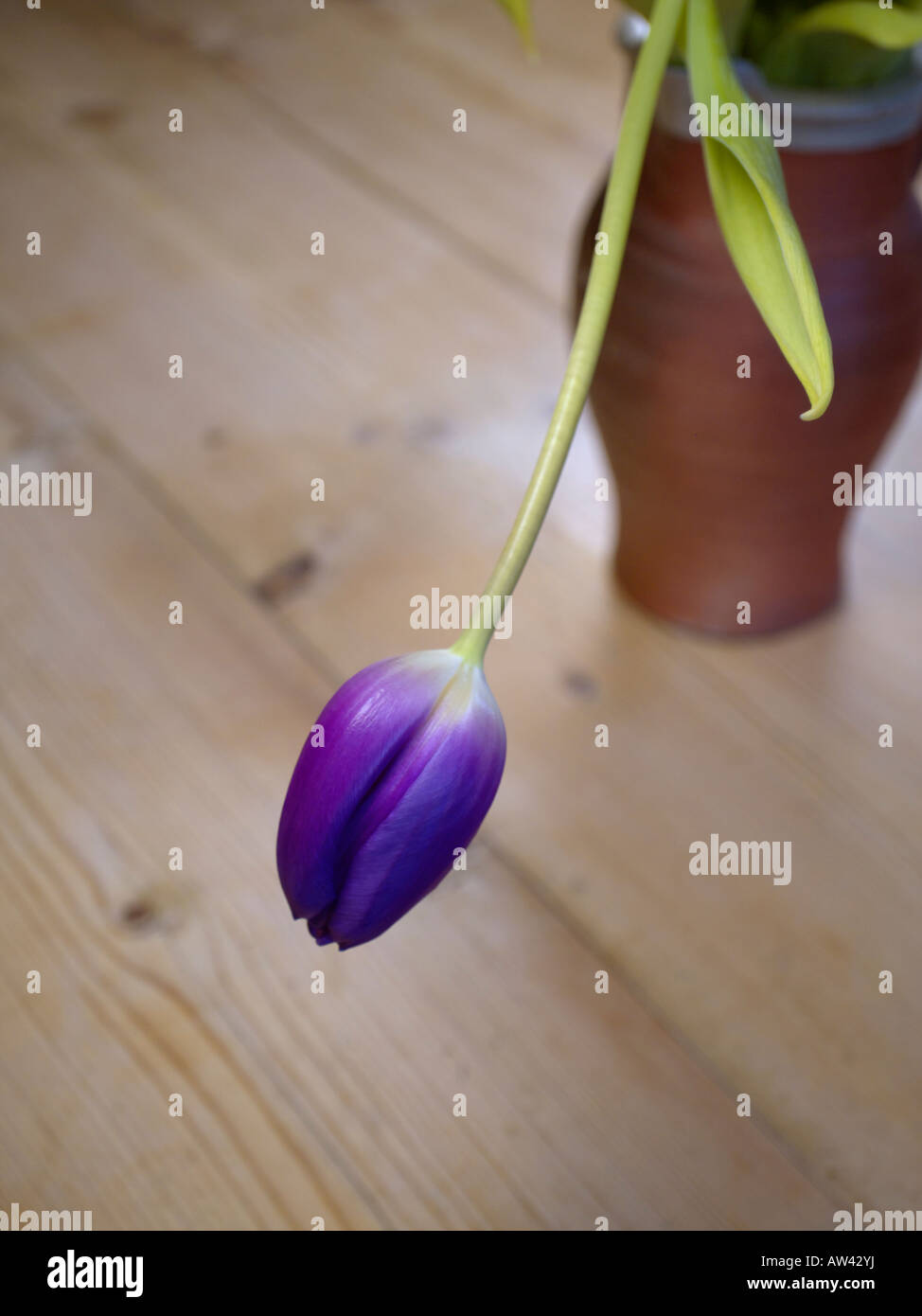 A single blue tulip in a vase Stock Photo - Alamy