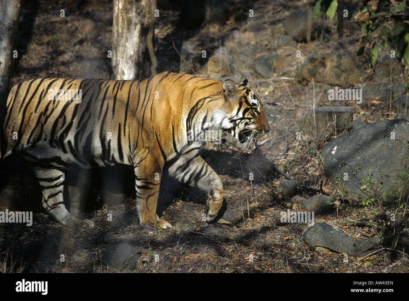Tiger in forest hi-res stock photography and images - Alamy