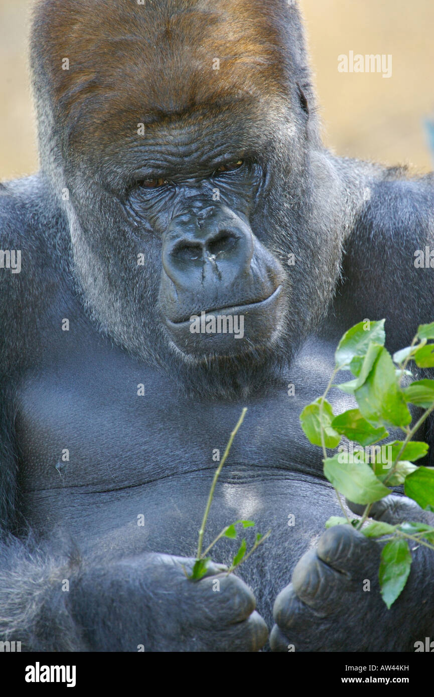 Western Lowland Gorilla Stock Photo - Alamy
